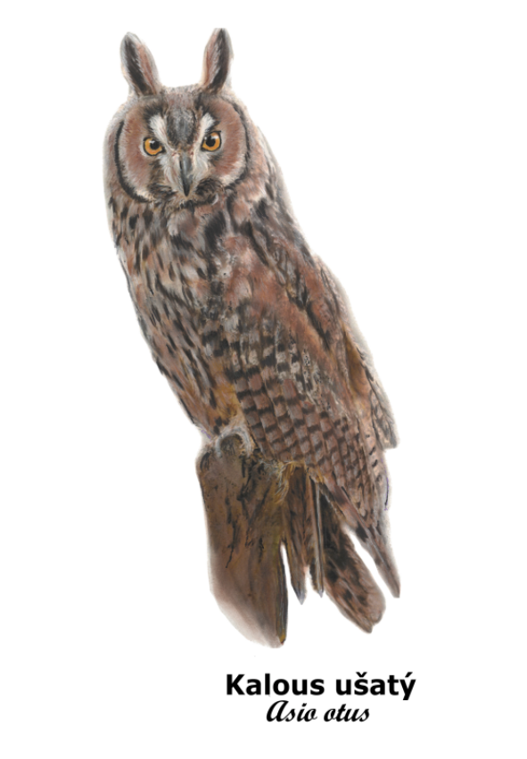 Edice Kalous ušatý - hrnky, plecháčky, vaky na záda - Otakárkův svět